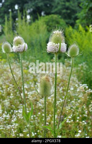 Summer bloom of Teasel, Teazel (Dipsacus fullonum). The members of this ...