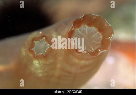 sea squirt detail of the siphons (Ascidia mentula Stock Photo - Alamy