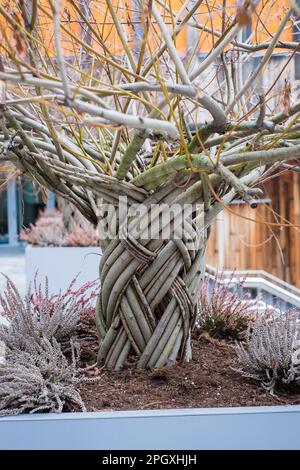 Decorative braided shrub composition in outdoor plant pot. Bush branch ...