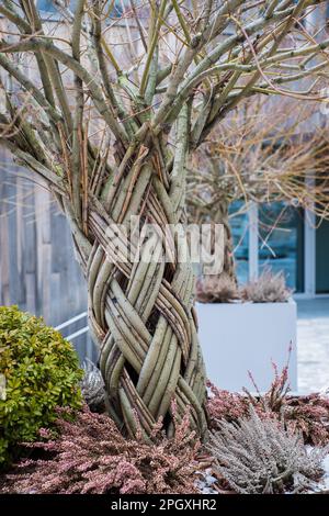 Decorative braided shrub composition in outdoor plant pot. Bush branch ...