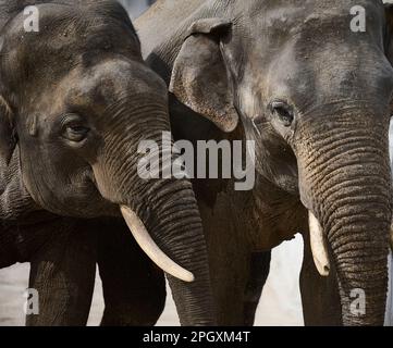 Two adult elephants walk in nature, spring day Stock Photo - Alamy
