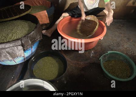 A worker is washing mung beans at an urban growing farm of bean sprouts ...