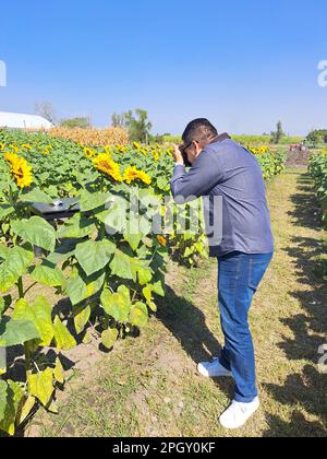 A beautiful shot of sunflowers field in bloom on a sunny day against ...