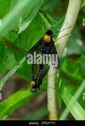 Golden-backed Snipe Fly (Chrysopilus thoracicus Stock Photo - Alamy