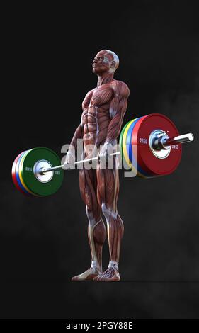 3d Illustration of a muscular man figures pose with skin and muscle map ...
