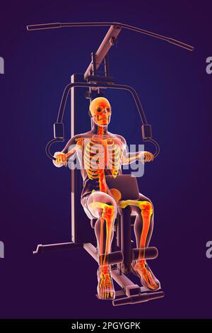 Skeleton training on a hammer strength machine, illustration Stock ...