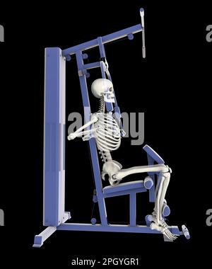 Skeleton training on a hammer strength machine, illustration Stock ...