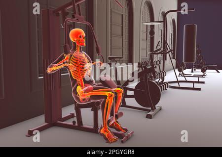 Skeleton training on a hammer strength machine, illustration Stock ...