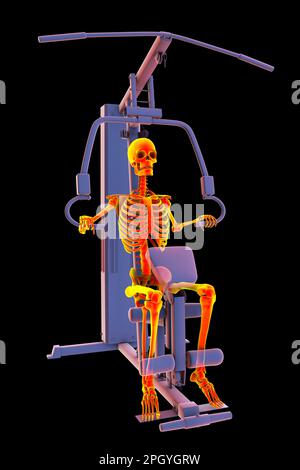 Skeleton training on a hammer strength machine, illustration Stock ...