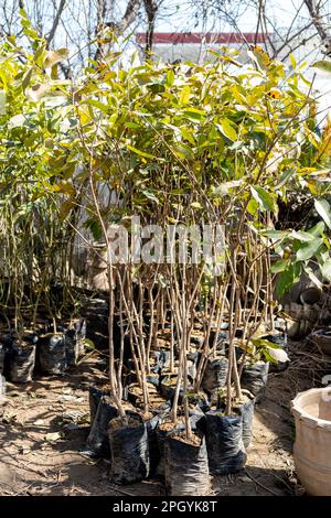 jamun fruit trees in a plants nursery Stock Photo - Alamy