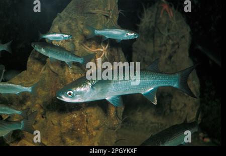Thick Lipped Mullet (Chelon labrosus) , Adult, Swimming near surface ...