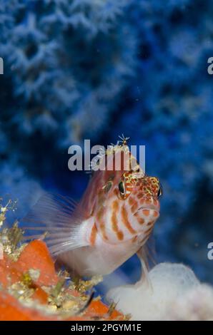 Blueberry Sea Fan (Acalycigorgia sp Stock Photo - Alamy