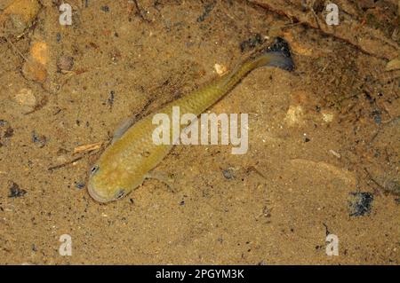 Adult Harts Rivulus (Rivulus hartii), swimming among fallen leaves in ...