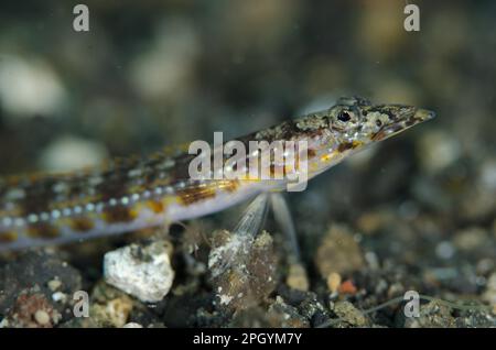 Long-billed sand diver (Trichonotus elegans), fish, seagrass meadow ...