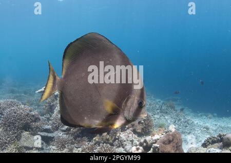 Malaysia, Sabah, Sipadan, Golden Batfish (Platax boersii Stock Photo ...