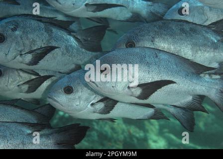 Snapper, Other animals, Fish, Perch-like, Animals, Cubera Snapper ...