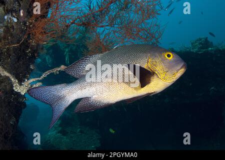 Adult Midnight midnight snapper (Macolor macularis), swimming at the ...