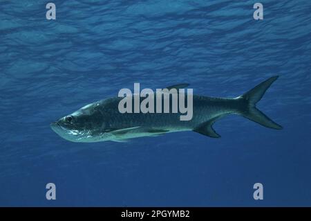 Atlantic Tarpon, megalops atlanticus, Adult Swimming Stock Photo - Alamy