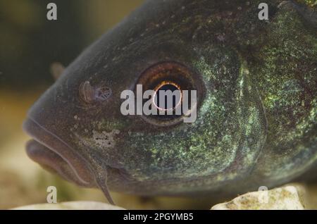 Tench (Tinca tinca) immature, close-up of head, in tank, Nottingham ...