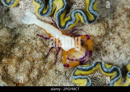 Imperial Shrimp (Periclimenes imperator) adult, riding on Spotted Worm ...