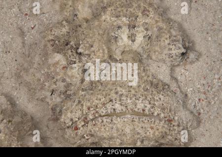 STONEFISH, Synanceia verrucosa, MALAYSIA Stock Photo - Alamy