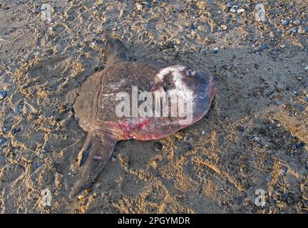 Ocean Sunfish (Mola mola) dead adult, washed up on beach, Eccles-on-sea ...