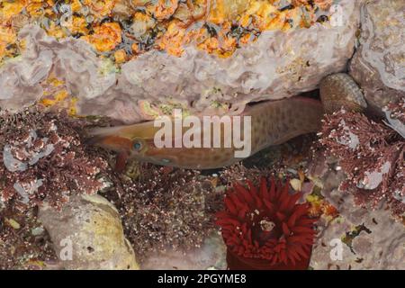 Shore Clingfish (Lepadogaster purpurea) adult, in rockpool at low tide ...