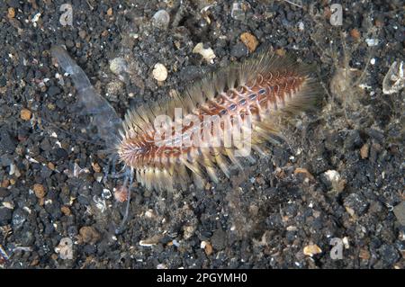 Golden golden fireworm (Chloeia flava) adult, Pantar Island, Alor ...