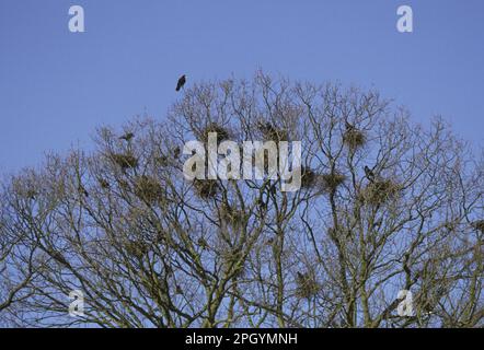 Rook, Rooks, Crow, Corvids, Songbirds, Animals, Birds, Rooks at nest ...