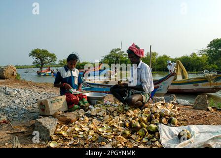 Fishing boats in backwater at Pichavaram mangrove forest, Chidambaram ...