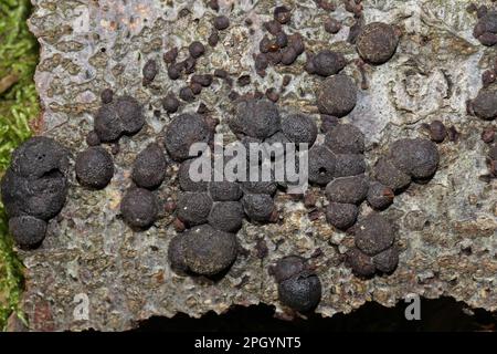 Multiform coalberry, Hypoxylon multiforme Stock Photo - Alamy