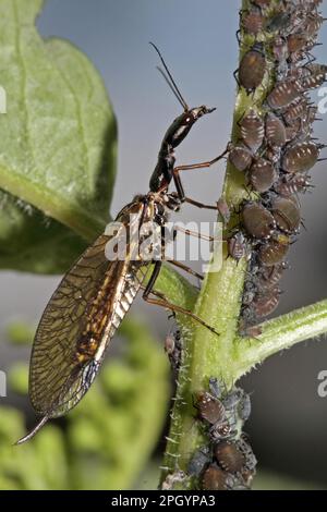 Camel neck fly Stock Photo - Alamy