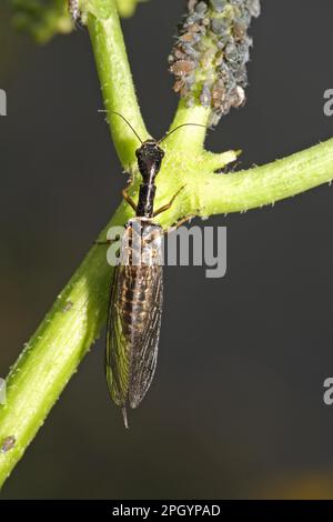 Camel neck fly Stock Photo - Alamy
