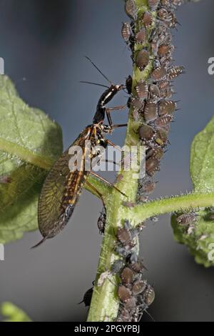 Camel neck fly Stock Photo - Alamy
