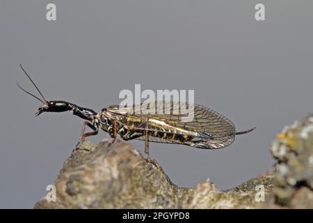 Camel neck fly Stock Photo - Alamy