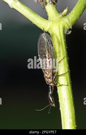 Camel neck fly Stock Photo - Alamy