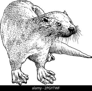 Vector of Asian Otter, Aonyx cinerea or Oriental Small-clawed Otter on ...