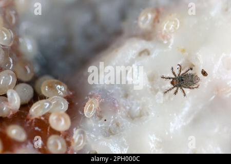 Magnification of tiny Oribatid mites (Oribatida or beetle mites) of the ...