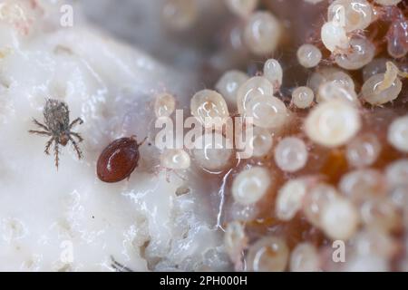 Magnification of tiny Oribatid mites (Oribatida or beetle mites) of the ...