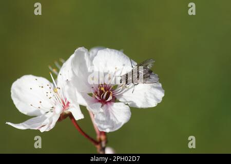 Closeup of the fly Helina evecta, family House flies, Muscidae. On a ...
