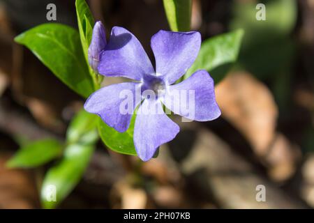 Periwinkle plant with flowers. Blue spring flowers. April in Poland ...