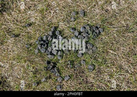 wild rabbit droppings Stock Photo - Alamy