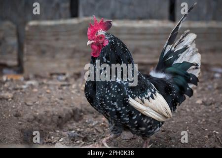 White mottled Stoapiperl/ Stoahendl rooster, an endangered chicken ...