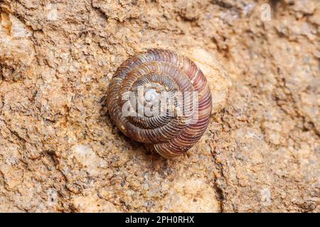 Rounded snail (Discus rotundatus: Discidae) UK Stock Photo - Alamy