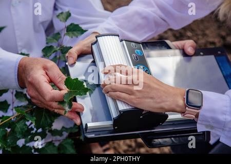 Scientist measuring leaf area by handheld instrument that performs non ...