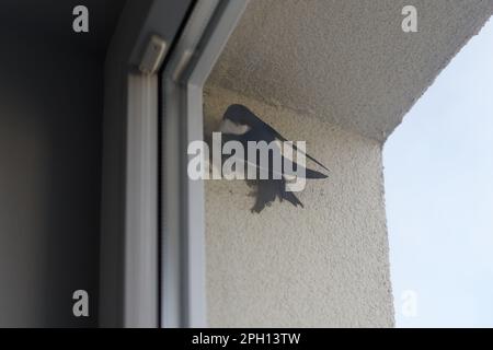 Common house martin bird behind window begins to build nest from mud ...