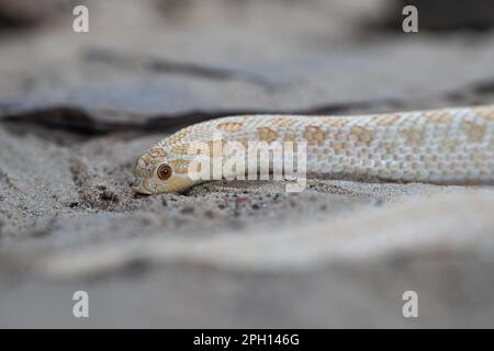 Texas hog-nosed snake, Heterodon nasicus Stock Photo - Alamy