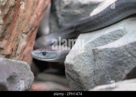 A close-up image of a black mamba snake with its mouth open against a ...