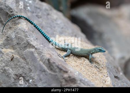 Sharp-snouted lizard, Dalmatolacerta oxycephala Stock Photo - Alamy