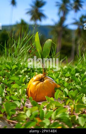Green coconut stem growing from a coconut fallen from a tree. Breeding ...